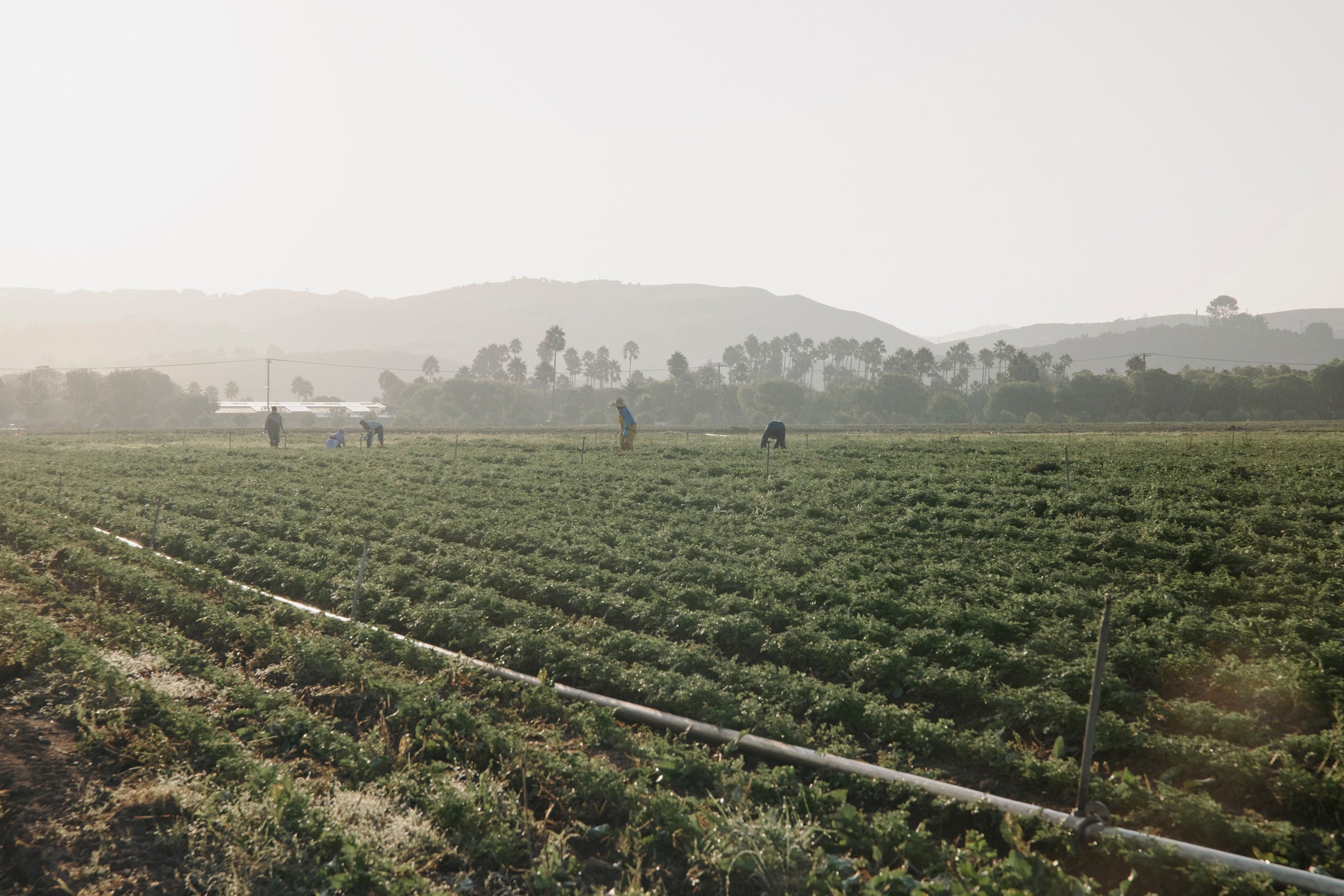 Erewhon Water - Spring 24 Pack (16 oz cans)