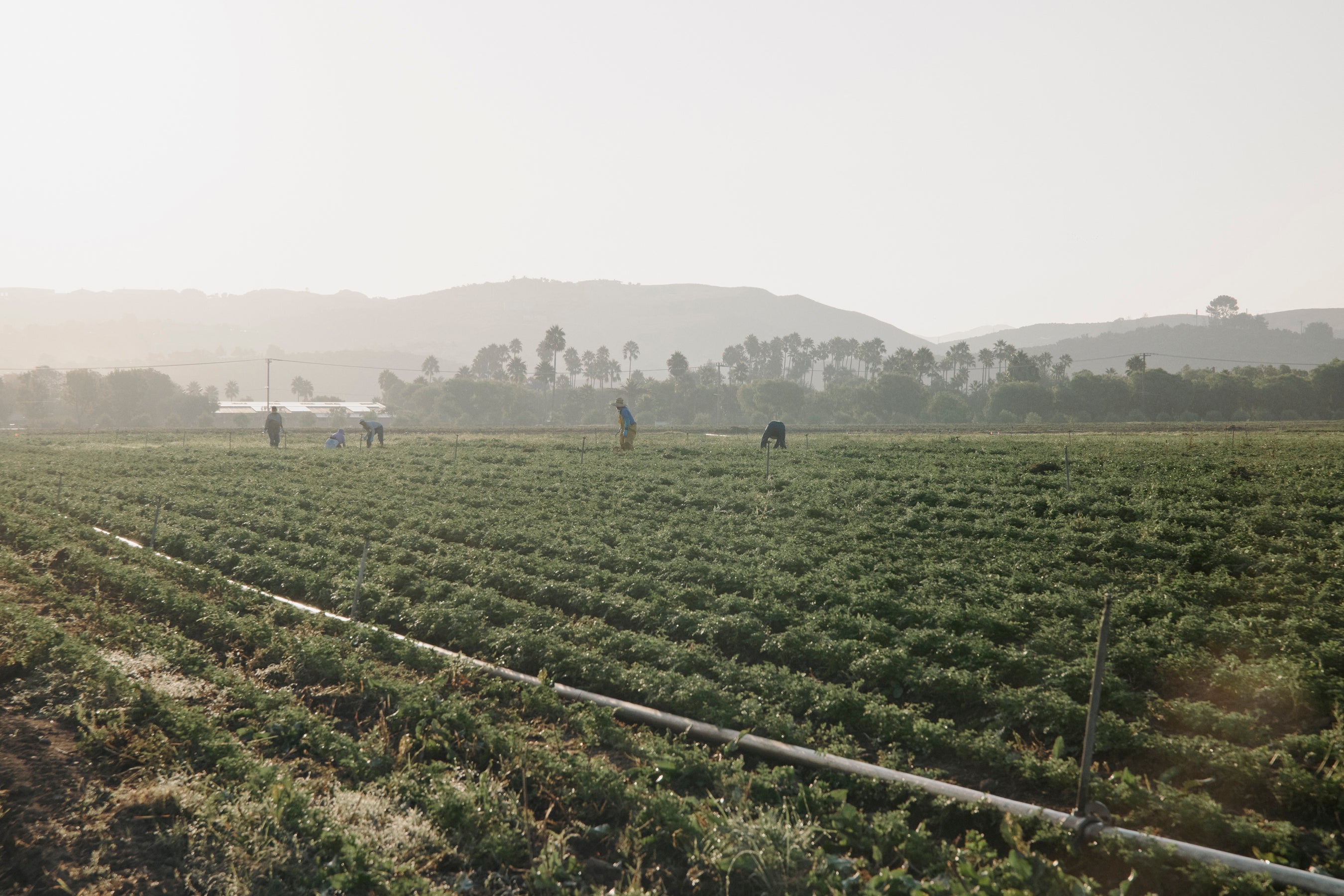 Erewhon Water - Spring 24 Pack (16 oz cans)